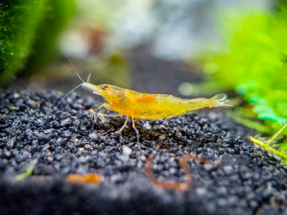 Caridina sp. Propinqua Garnaal - Aqua Natura
