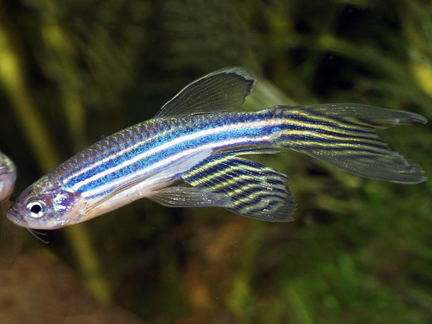 Zebra Danio GOLD ZEBRA DANIO Premier Pet Pty Ltd
