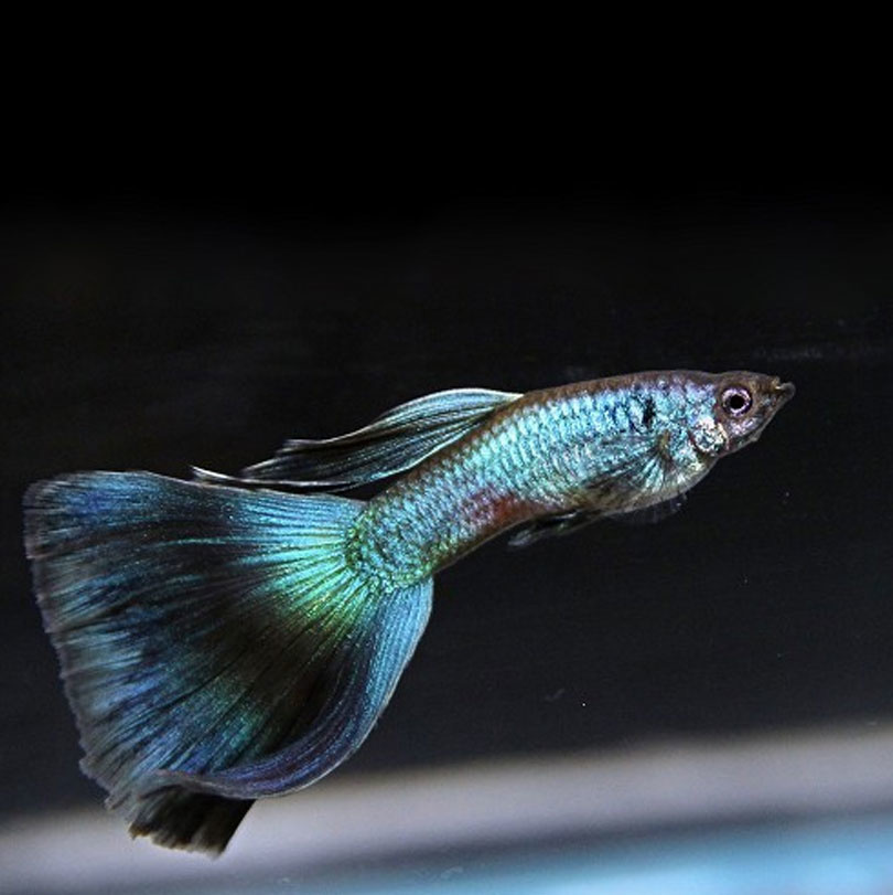 Guppy Moscow Blue (Man) - Poecilia Reticulata - Aqua Natura
