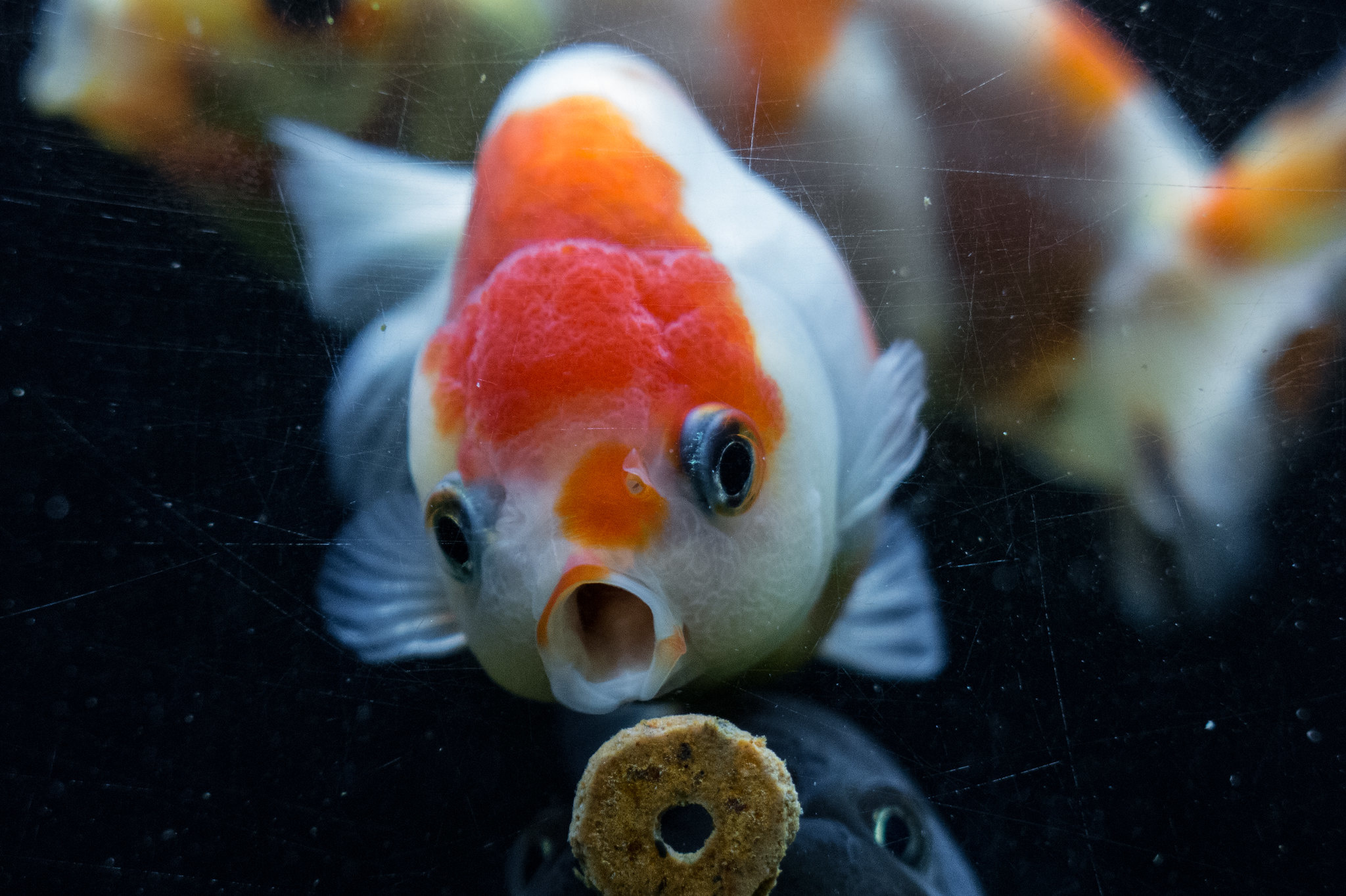 Goudvis Sluierstaart Buffelrug Calico - Zonder rugvin - Aqua Natura