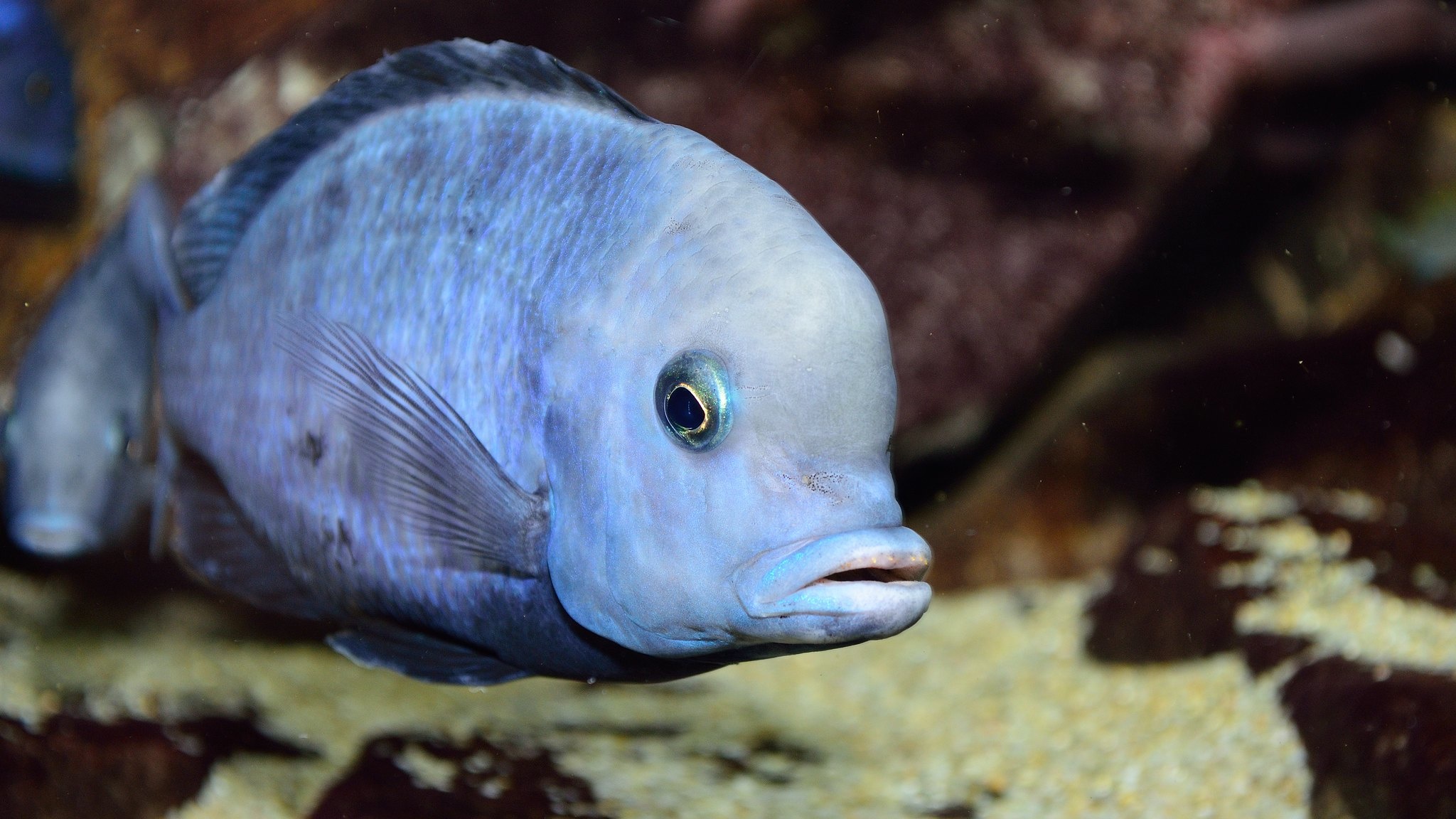 Dolfijncichlide - Cyrtocara Moorii - Aqua Natura