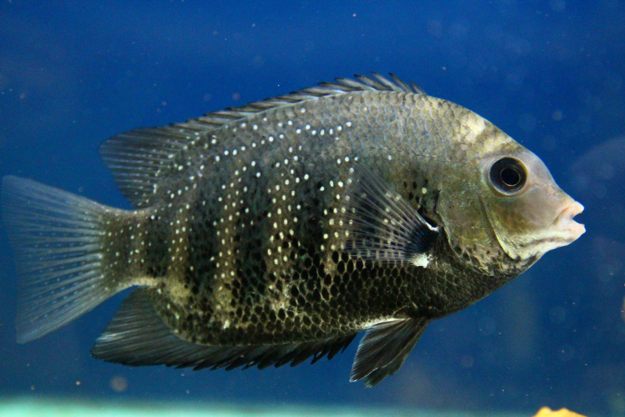 Etroplus Suratensis - Groene Chroomcichlide - Aqua Natura