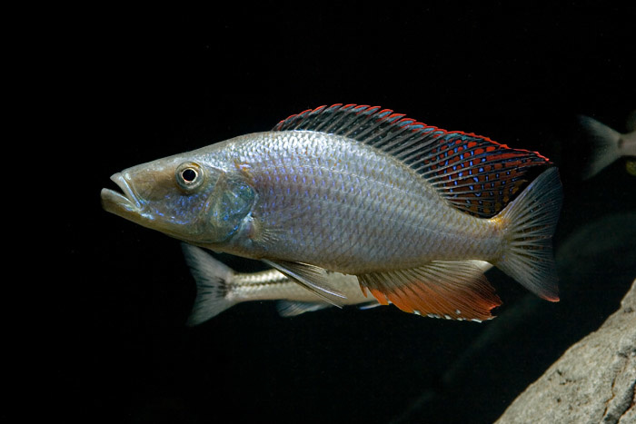 Dimidiochromis Compressiceps - Aqua Natura