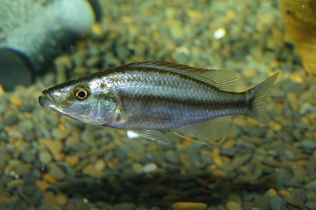 Dimidiochromis Compressiceps - Aqua Natura