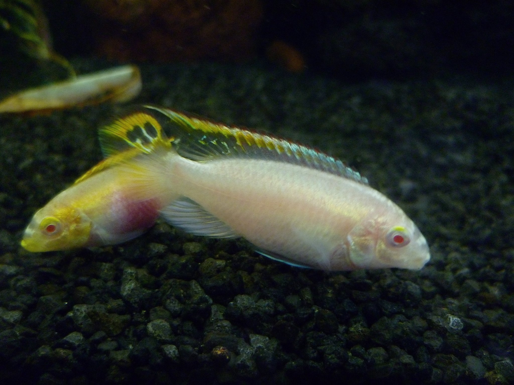 Kersenbuik Cichlide Albino - Pelvicachromis Pulcher - Aqua Natura