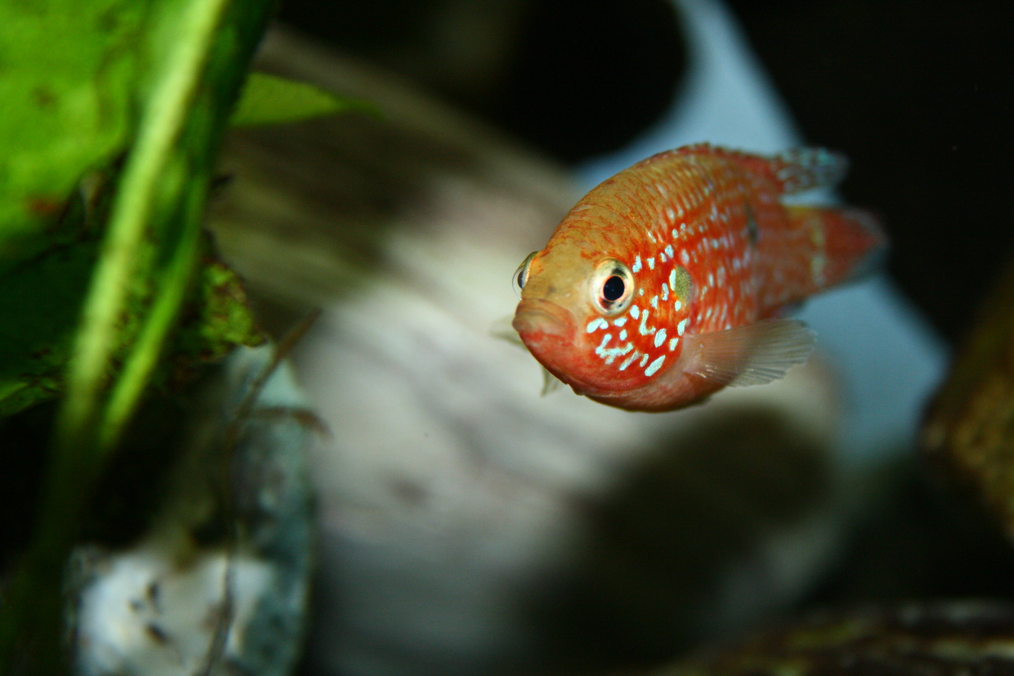 Rode Acara - Hemichromis Lifalili - Aqua Natura