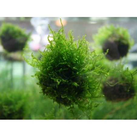 Biosphere Floating Ball - Aqua Natura