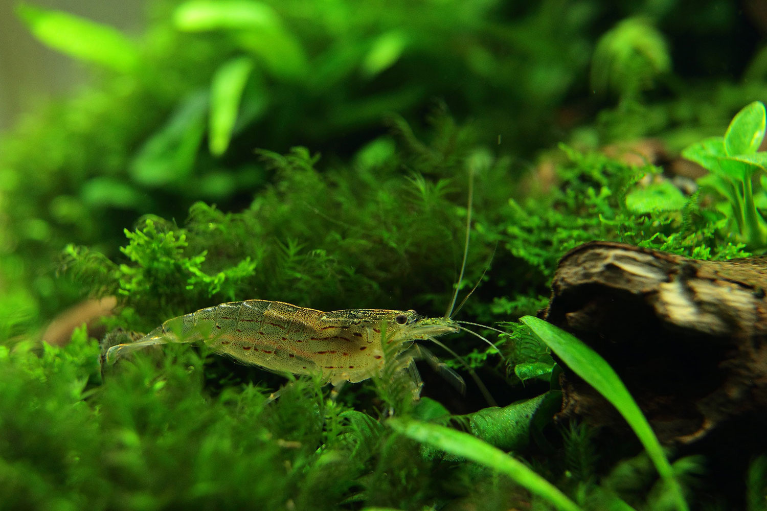 Japonica Garnaal - Caridina Multidentata - Amano Garnaal - Aqua Natura