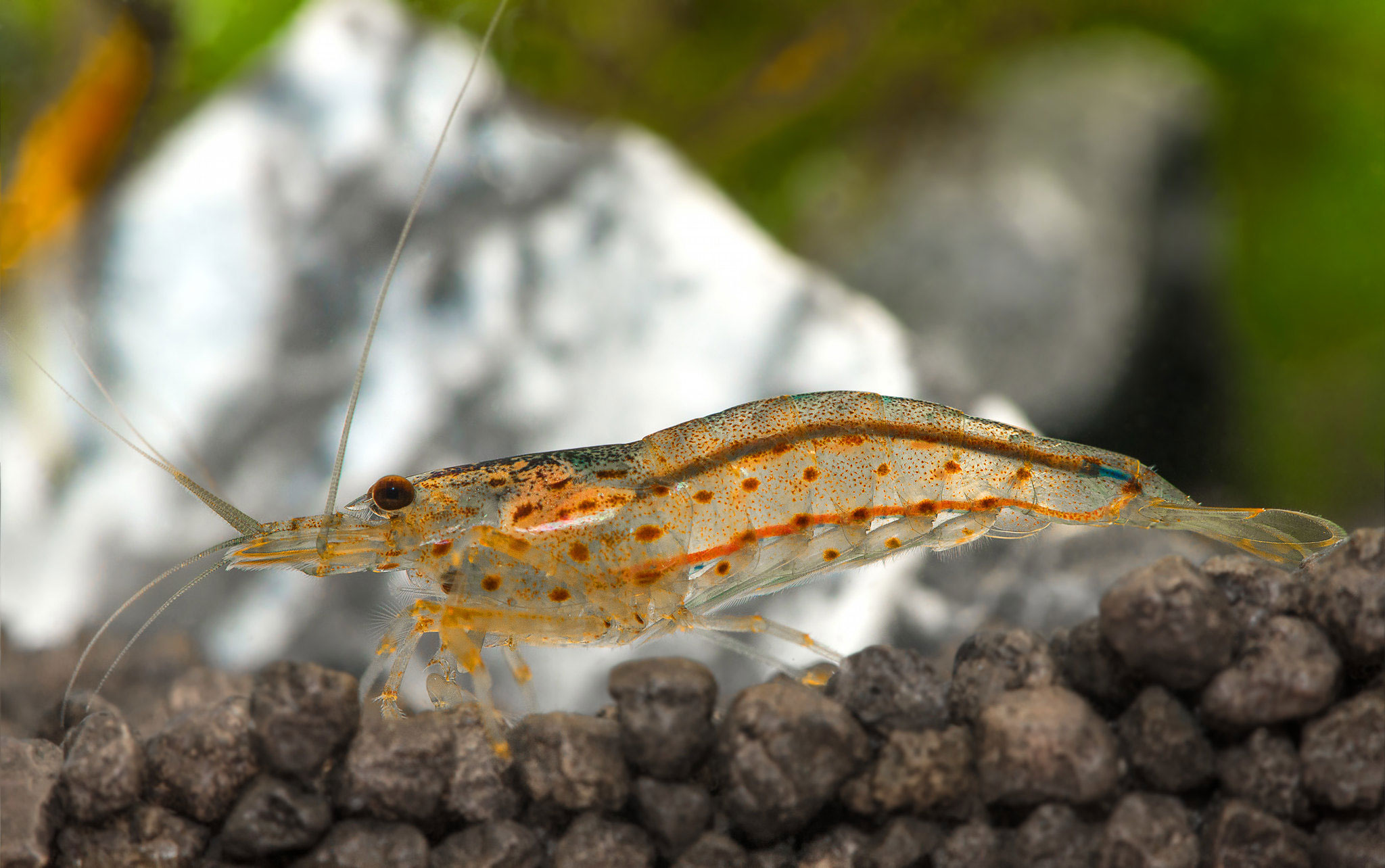 Japonica Garnaal - Caridina Multidentata - Amano Garnaal - Aqua Natura
