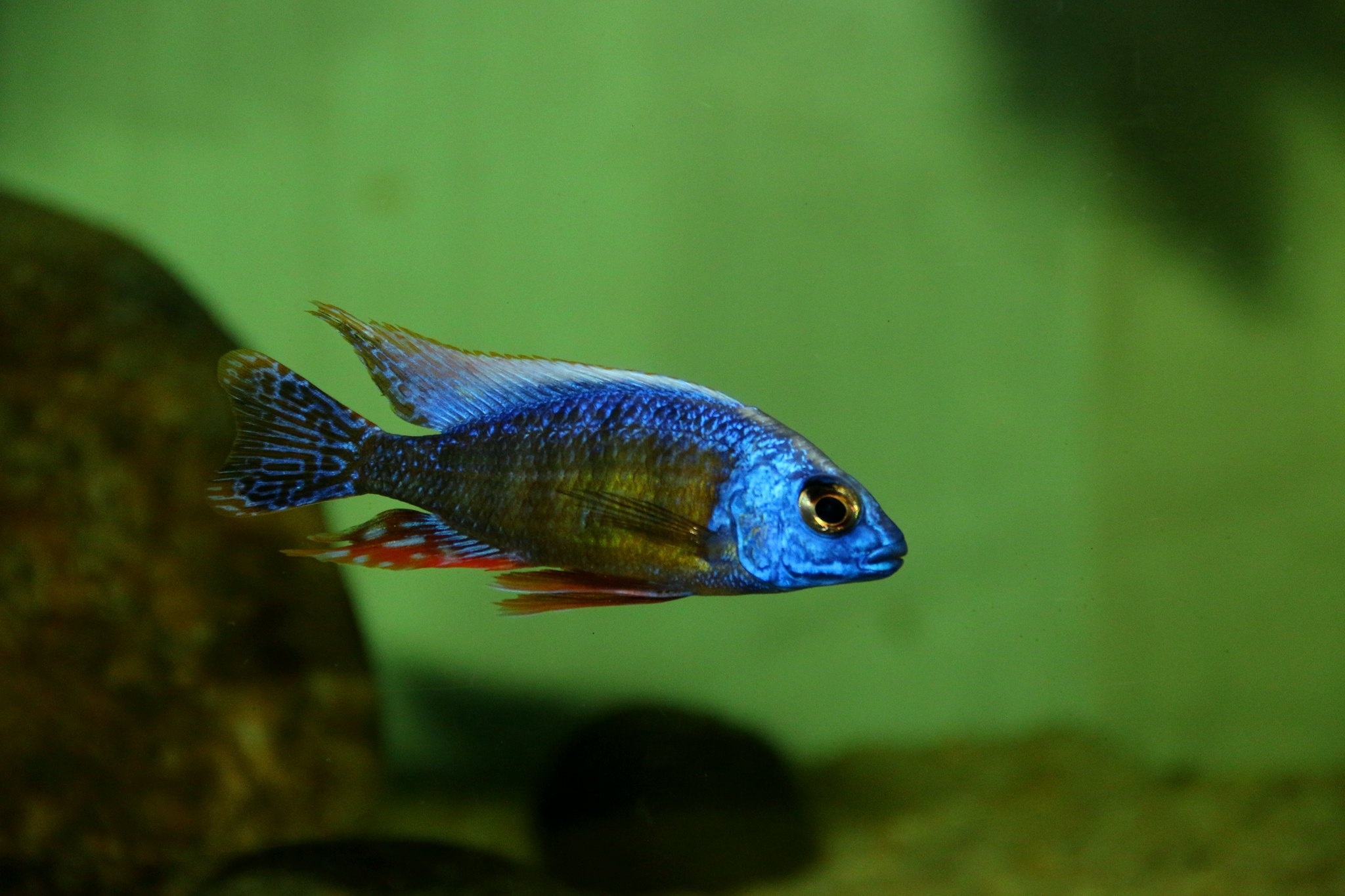 Protomelas sp. Taiwan reef - Aqua Natura