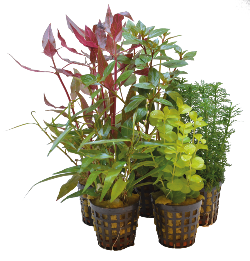Aquariumplanten Combi Pack Basic - 5 Pots (Aquafleur) - Aqua Natura