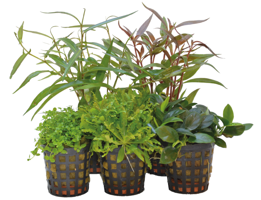 Aquariumplanten Combi Pack Foreground - 5 Pots (Aquafleur) - Aqua Natura