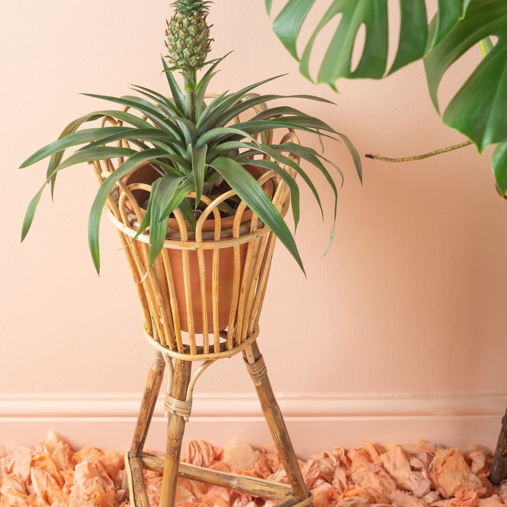 Cane plant pot stand - Clock’s Home and Garden