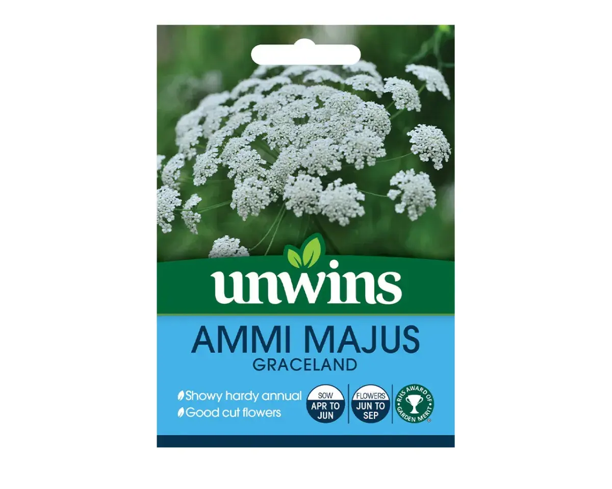 Unwins Ammi Majus - Graceland - Clock’s Home and Garden