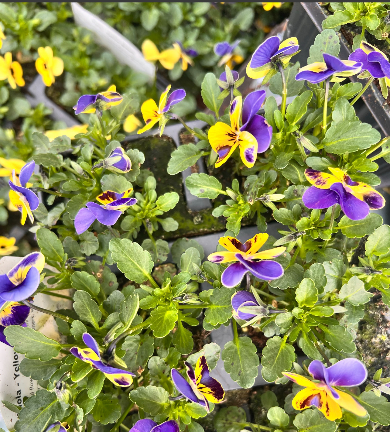Viola Plants x6 - Clock’s Home and Garden
