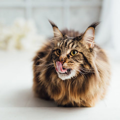 Animalis Dier-, Fok- & Showbenodigdheden - Animalis