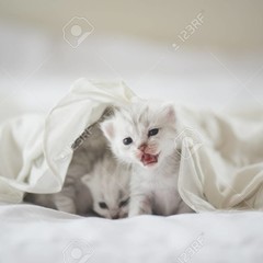 Animalis Dier-, Fok- & Showbenodigdheden - Animalis