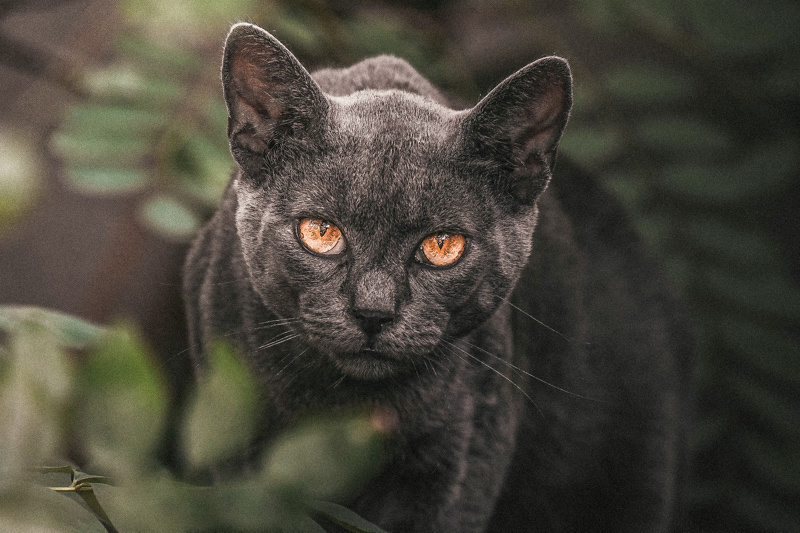Zwarte katten & ongeluk: waar komt dit vandaan? - Poezenbazen.nl Zwarte katten & ongeluk: waar komt dit vandaan? - Poezenbazen.nl