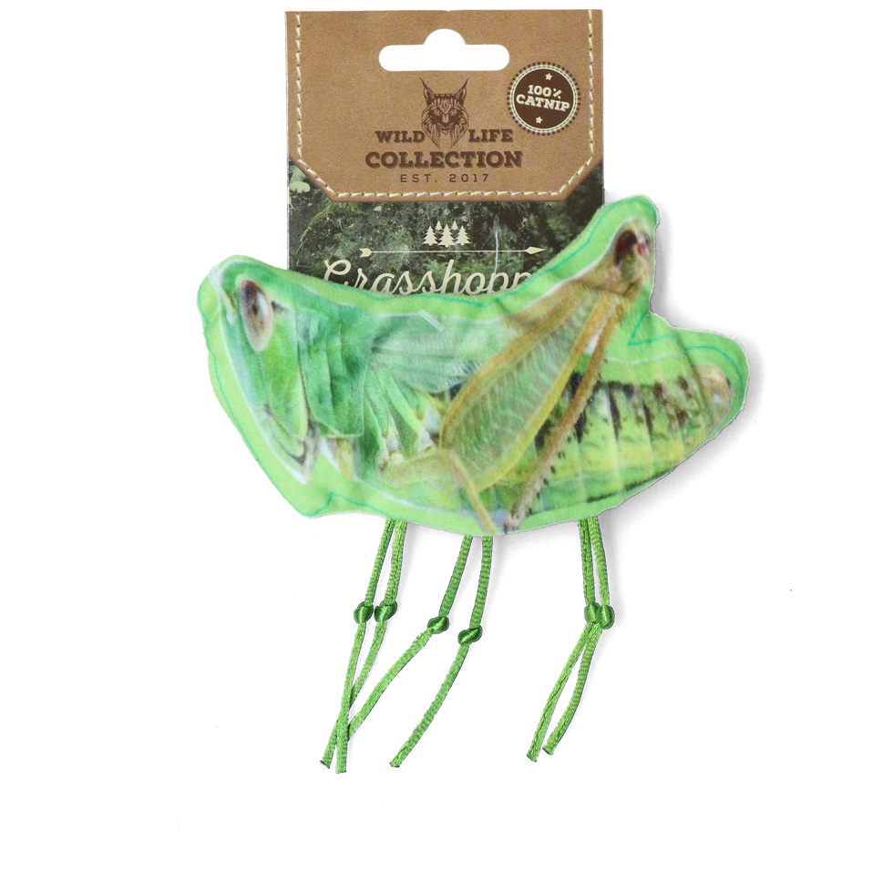 Sprinkhaan Diagram 10 Ideeën Over Sprinkhaan | Sprinkhaan, Insecten,