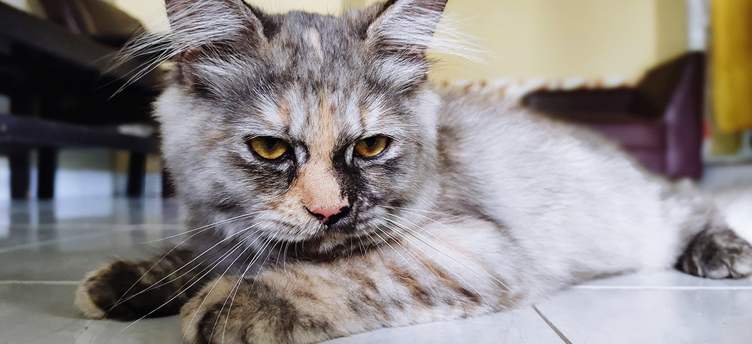 Alles wat je moet weten voor een oude kat adopteren! - Poezenbazen.nl