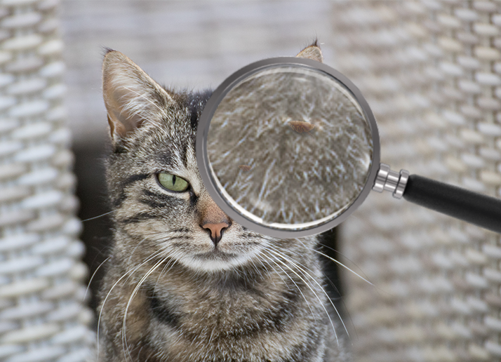 Kauwtabletten voor katten tegen vlooien-en teken. Poezenbazen.nl ...