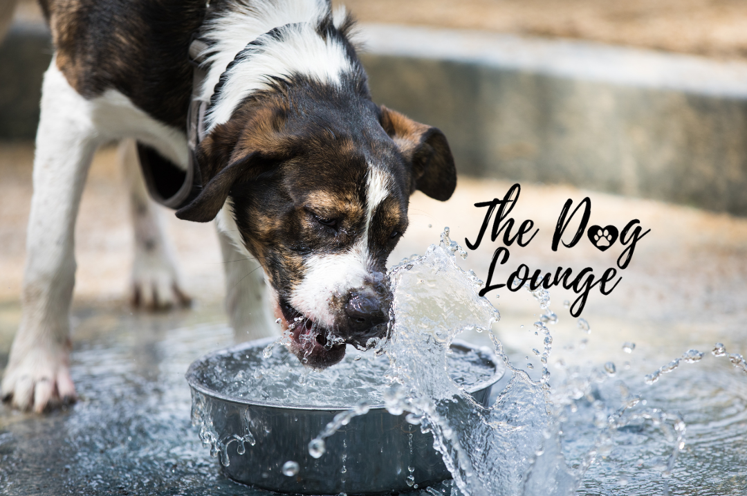 BLOG - Voorkom overhitting, houd je hond koel - The Dog Lounge