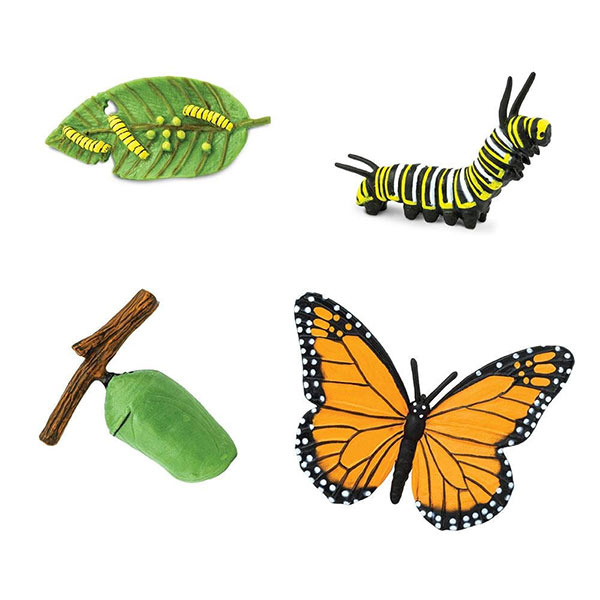 Cycle de vie du papillon monarque Safari Ltd | Little Thingz