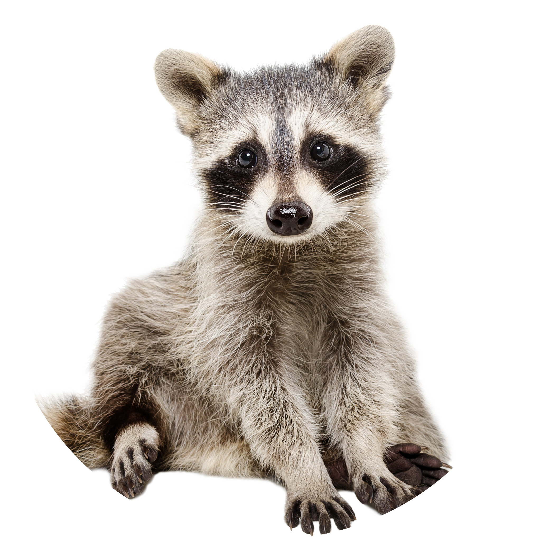 Ronde muursticker - Wasbeer - Dunnebier Home