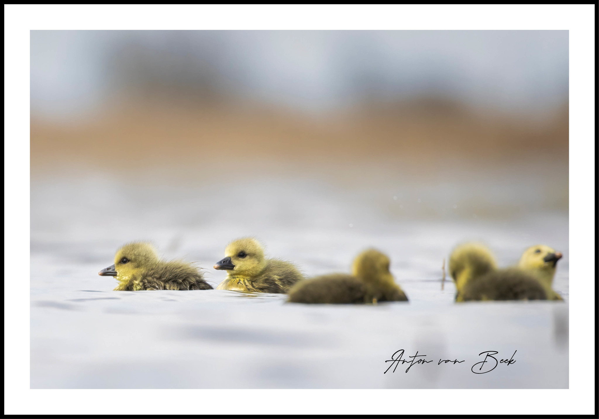 Dunnebier Home Poster Grauwe Gans - Anton van Beek Collectie ...