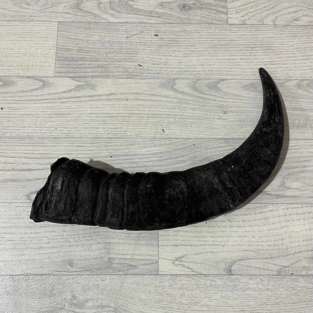 Waterbuffel hoorns 55cm kopen? | Lederstore.nl - Lederstore.nl