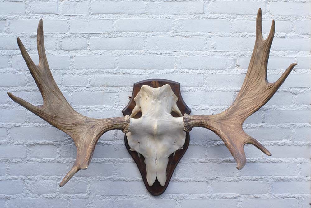 Groot Scandinavisch ELAND GEWEI op houten schild - Geweien & Hoorns