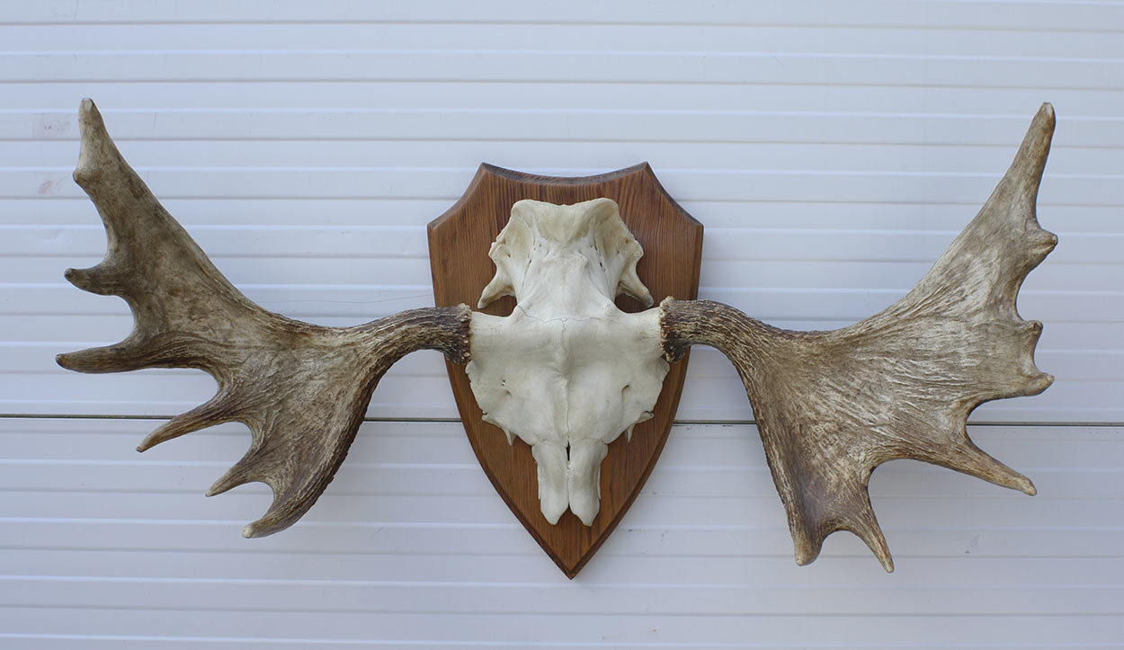 Groot Zweeds ELAND GEWEI op houten schild - Geweien & Hoorns