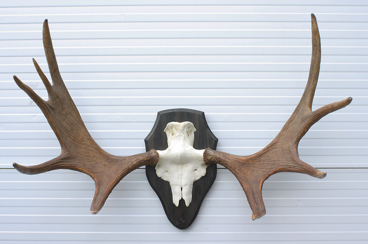 Groot Zweeds ELAND GEWEI op houten schild - Geweien & Hoorns