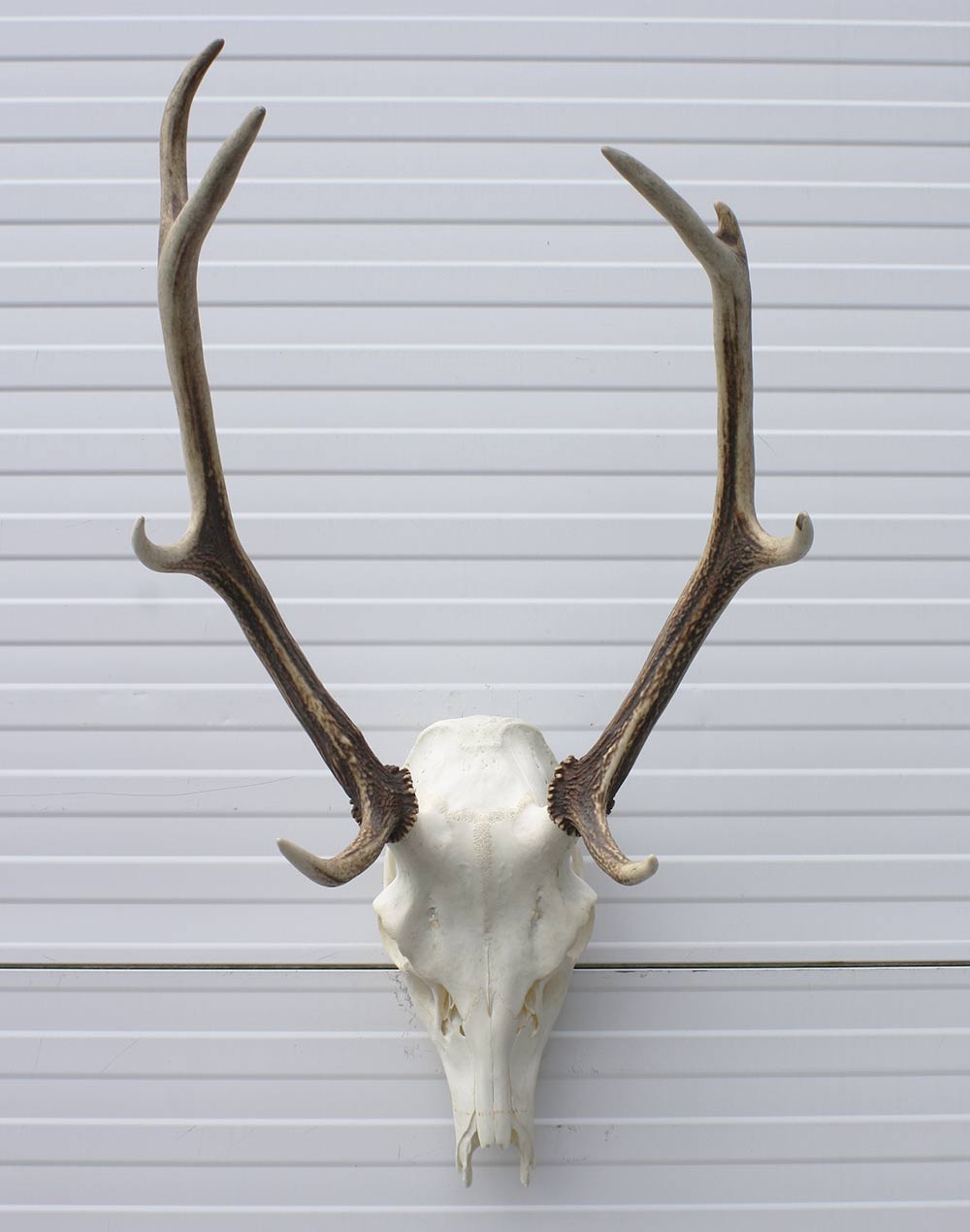 Klein EDELHERT GEWEI, 8-ender - Geweien & Hoorns