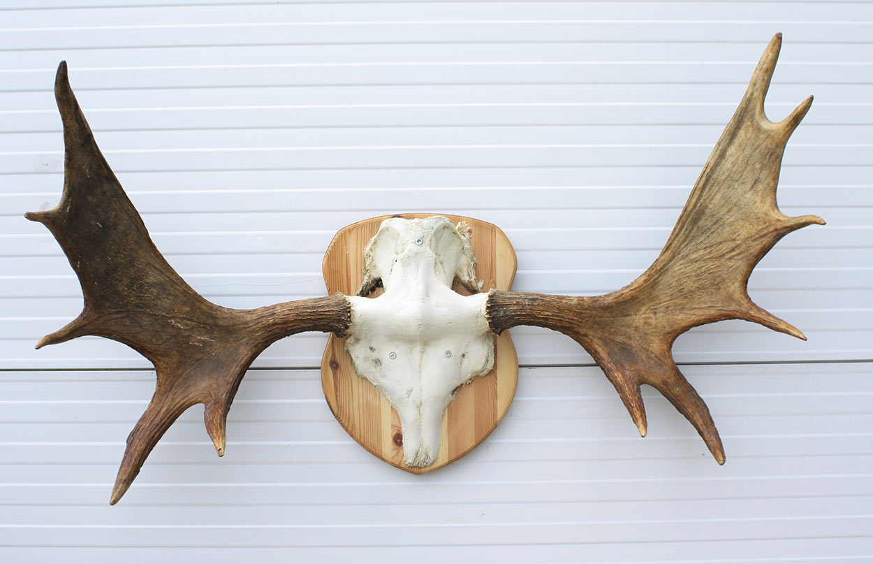 Groot Zweeds ELAND GEWEI op houten schild - Geweien & Hoorns