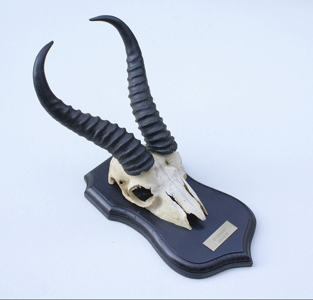 Schedel SPRINGBOK - ref. G - Geweien & Hoorns