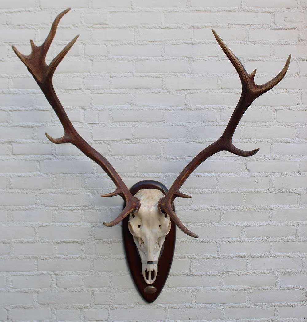 Spaans EDELHERT GEWEI ongelijke 14-ender - Geweien & Hoorns