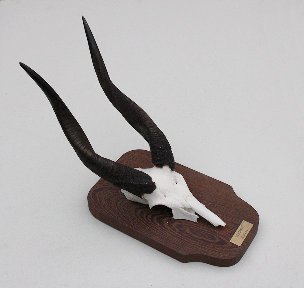 Schedel BUSHBUCK / BOSBOK ANTILOPE - Geweien & Hoorns