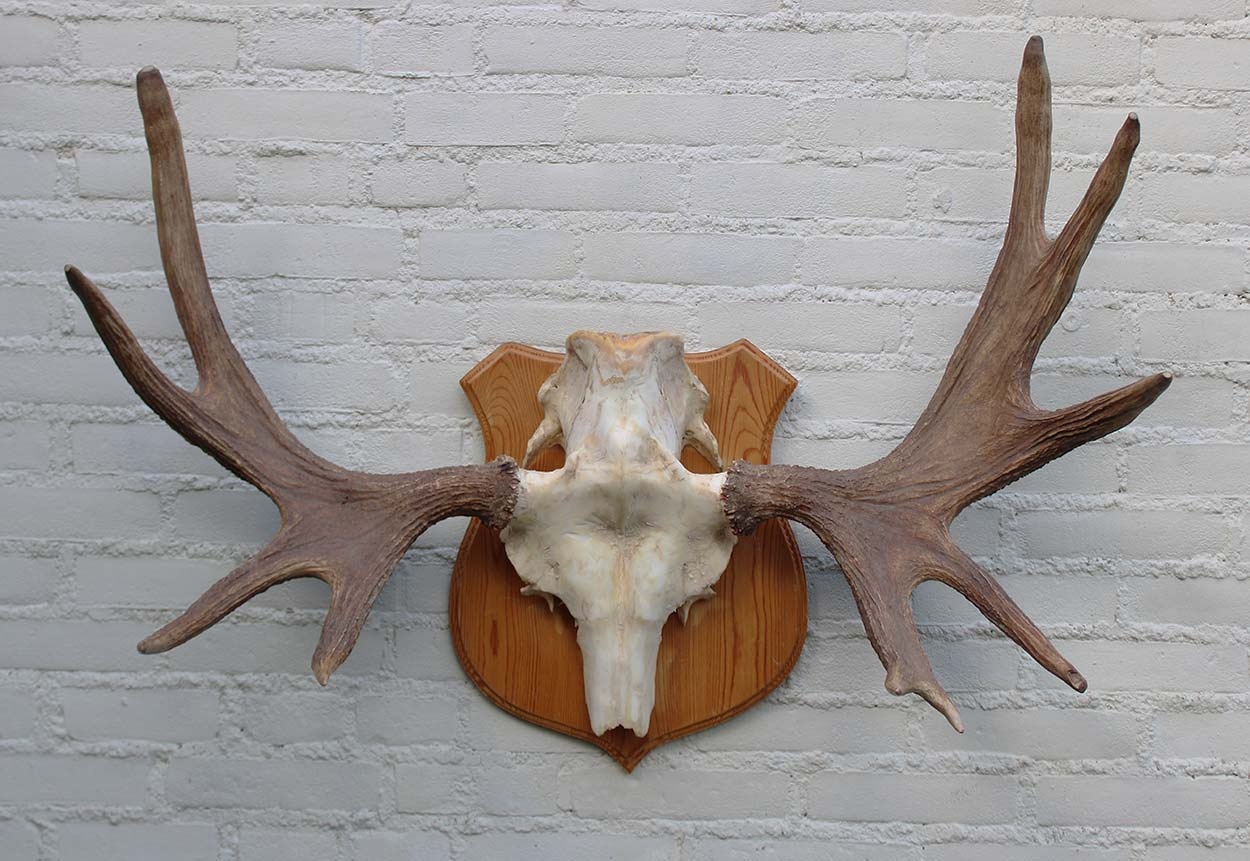 Groot Scandinavisch ELAND GEWEI op houten schild - Geweien & Hoorns