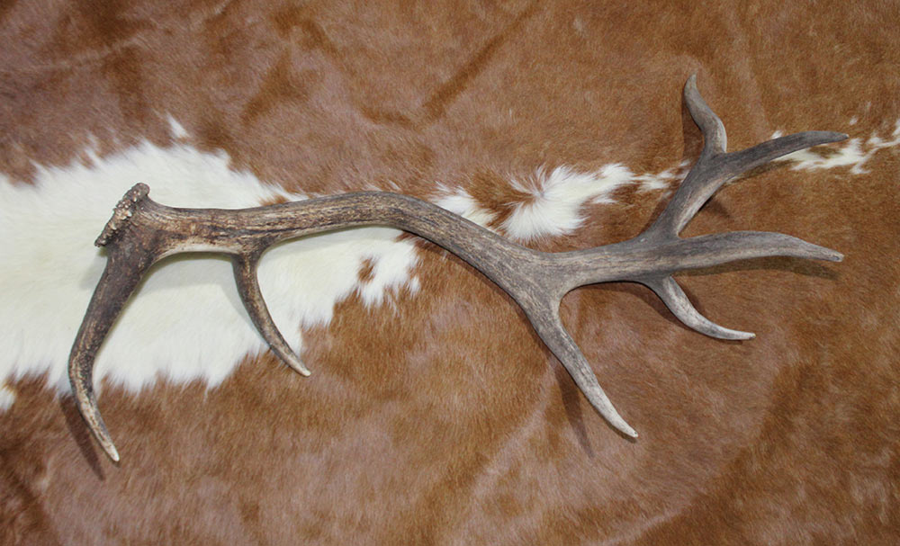 Grote EDELHERT GEWEI AFWERP STANG - 2 kg - 85 cm - Geweien & Hoorns
