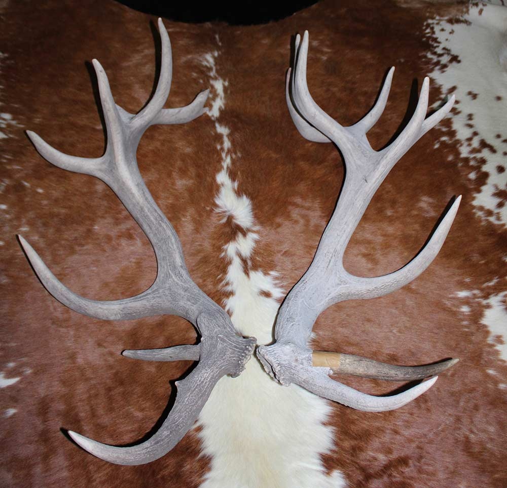 Groot paar EDELHERT GEWEI AFWERPSTANGEN - 16-ender - 8 kg - 95/100 cm ...