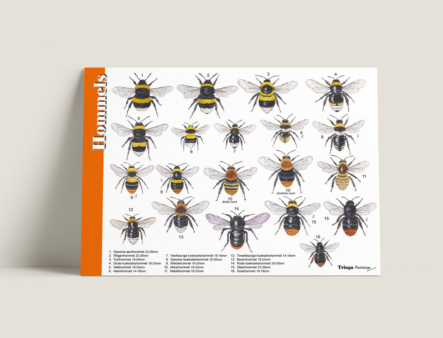 Herkenningskaart Hommels - Juffrouw Knots