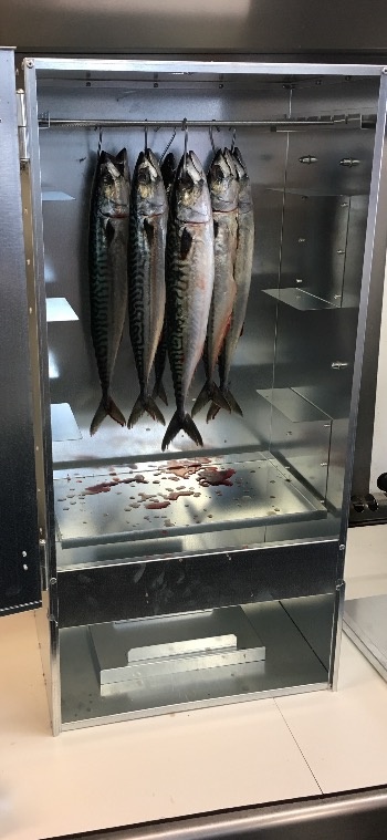 Gerookte makreel uit de rookkast - Wilderness cooking