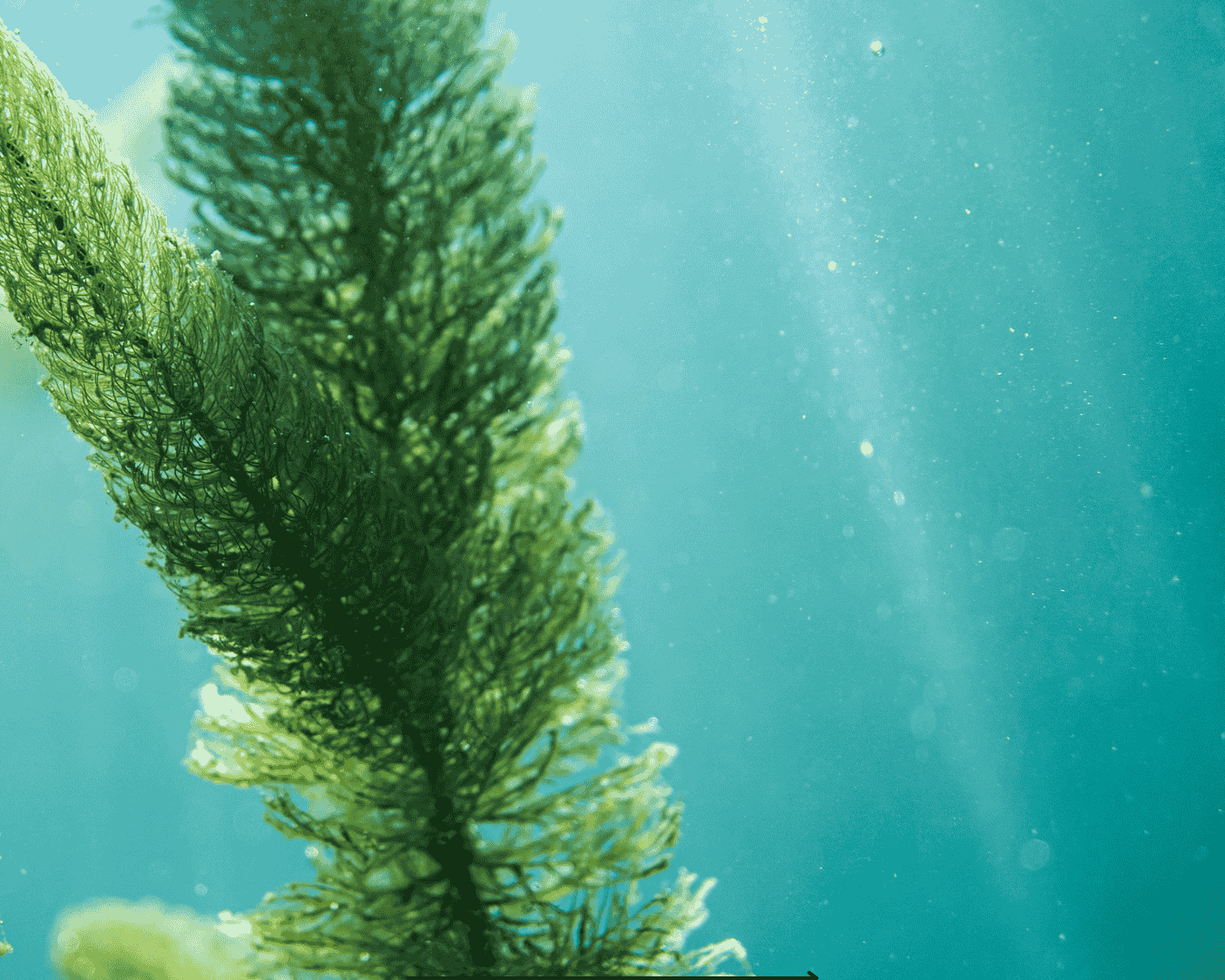 Der Totox-Wert von Omega 3: Was sagt er über seine Qualität aus ...