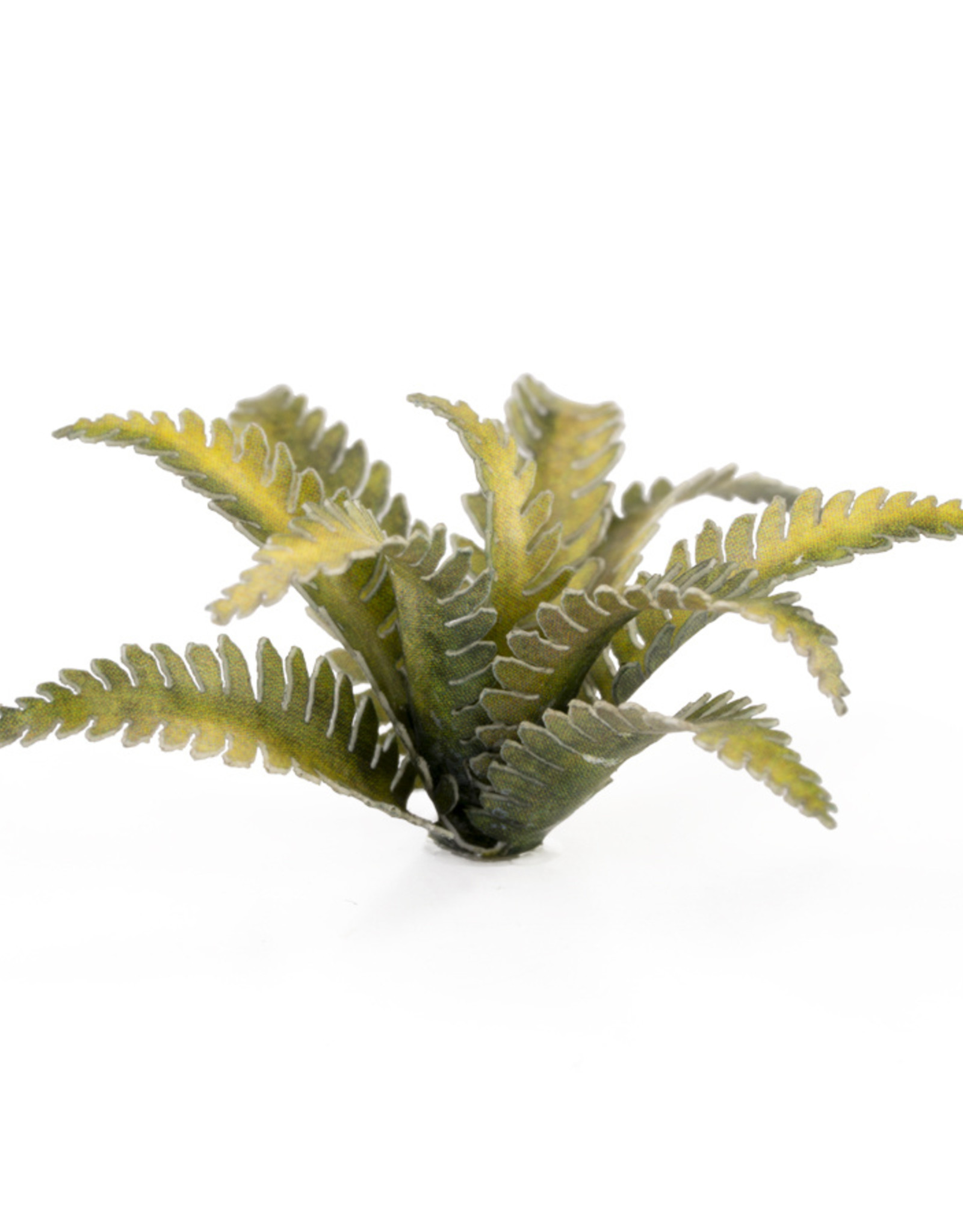 Laser Plants - Deer Fern - Tafelridder.nl