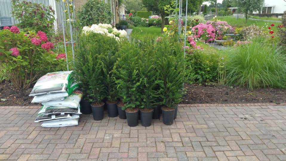 Taxus online kopen? Baccata en Hicksii | Taxusbestellen.nl - Taxus ...