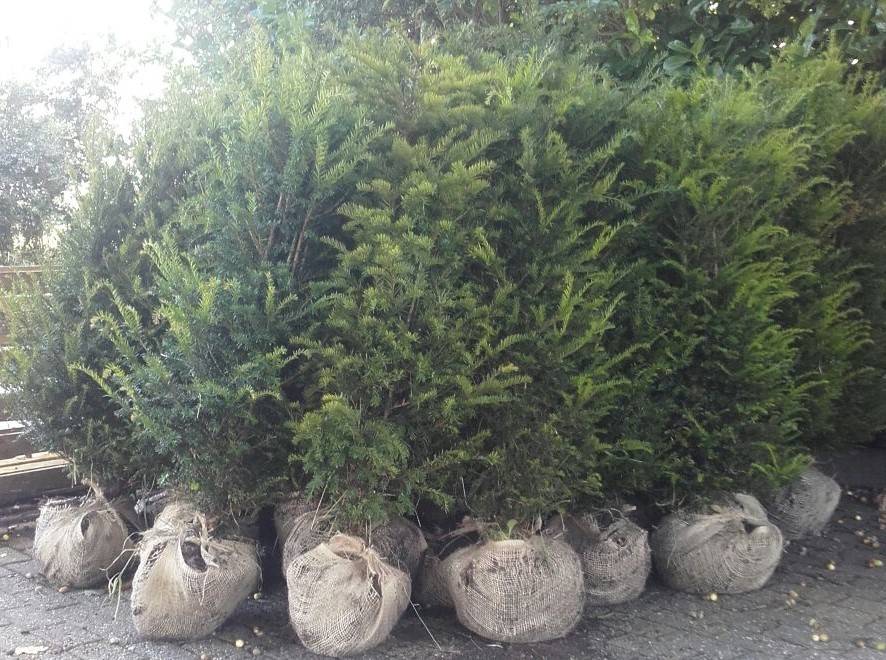 Taxus Baccata kopen? Baccata en Hicksii | Taxusbestellen.nl - Taxus ...