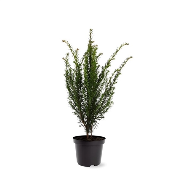 Taxus Baccata (40-50cm) in pot kopen? | Taxusbestellen.nl - Taxus ...
