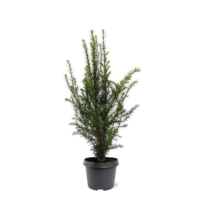 Taxus Baccata (50-60cm) in pot kopen? | Taxusbestellen.nl - Taxus ...