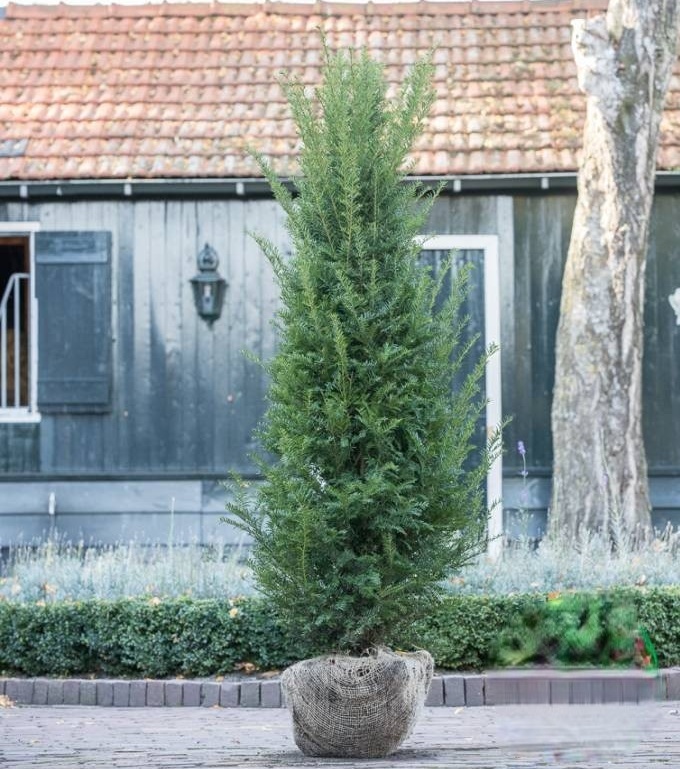 Taxus Baccata kopen? Online | Taxusbestellen.nl - Taxus Bestellen.nl